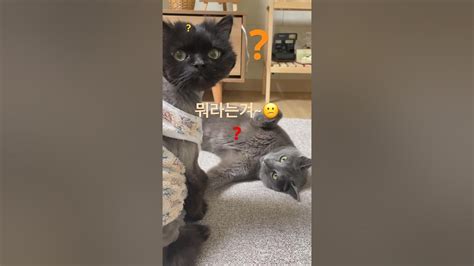 찰떡 케미 고양이들 ️ 김지원 애교 쌈마이웨이 개냥이 귀여운고양이 고양이일상 고양이싸움 어이가없네 러시안블루