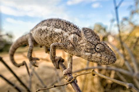 Madagascar Chameleon Shutterbug