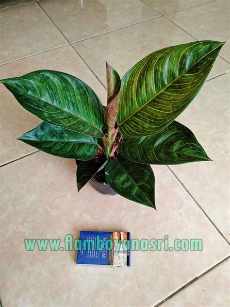 35 Jenis Aglaonema Beserta Gambar TUKANG TAMAN SURABAYA