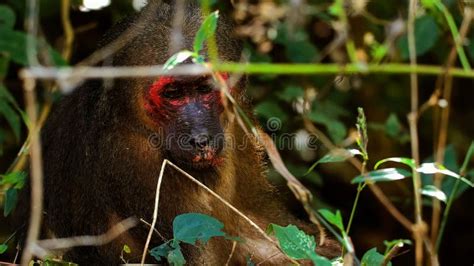 Stump Tailed Macaque Monkey In Natural Stock Image Image Of Jungle