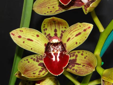 Cym Darch Dots ‘dazzler Ad Acs Catalogue Ezi Gro Orchids