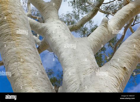 Ghost Gum Eucalyptus Papuana Trunk Macdonnell Range Northern Territory Australia Stock