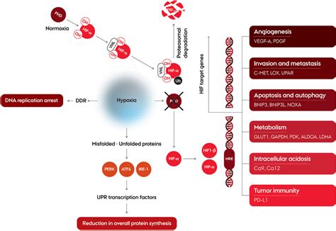 Schematic Illustration Of Cellular Pathways Affected By Hypoxia Download Scientific Diagram