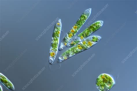 Euglena Gracilis Algae Light Micrograph Stock Image C0597343