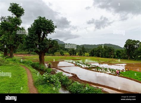 Women Farmers Sowing Paddy During Early Monsoon Season In Canacona Goa