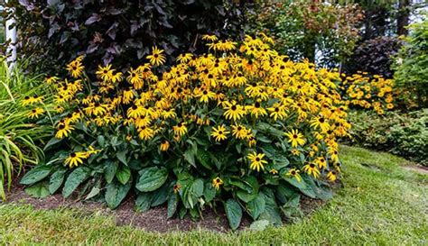 Black Eyed Susans A Symbol Of Transformation And Resilience