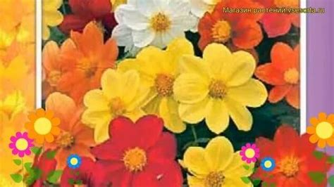 Георгина Пикколо Мигнон Микс Краткий обзор описание Dahlia Cultorum Variabilis Piccolo Mignon