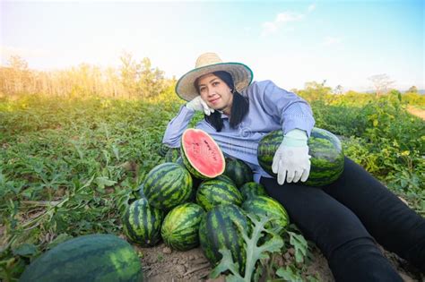Watermelon Field Woman Gardener Farmer Harvesting Watermelons In The