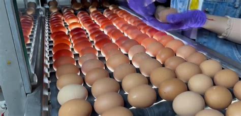 Importance Of Lighting Gk Poultry Farm Lighting System A Beacon Of Efficiency In Poultry