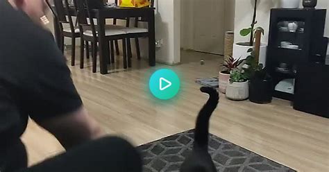 Kitty Fetch Album On Imgur