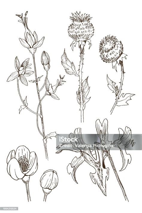 초본 및 야생 식물 베리 및 분기의 집합입니다 빈티지 식물 새겨진된 그림입니다 벡터 손으로 그린 자연 요소 스타일을 스케치 합니다 흑백에 대한 스톡 벡터 아트 및 기타