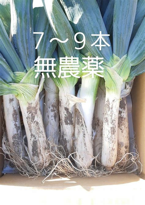 下仁田ネギ 群馬県産 宅急便コンパクト箱 無農薬 太さのサイズ不揃い極太～極細 かなり太めあり 葉っぱ付き｜paypayフリマ