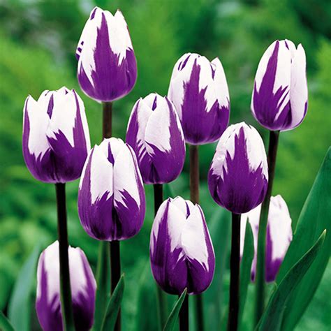 Tulipan Najtraženija Jesenja Lukovica Jabukatv