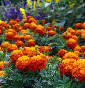 Find The Best Natural Ways To Repel Gophers From Your Yard