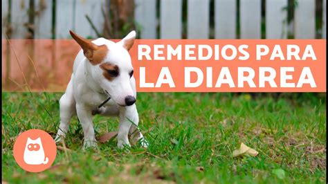 Complicaciones Disponible Resumen Remedios Diarrea En Perros Salir