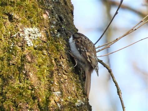 Treecreeper BirdForum