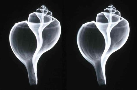 Busycon Xray Shells Botanical Art Conch Shell