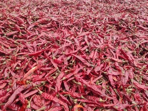 A Grade Dry Red S4 S17 334 Bulk Quantities Export Direct Farmers