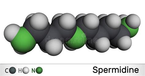 Spermidine Molecule 3d Molecular Structure Ball And Stick Model Structural Chemical Formula