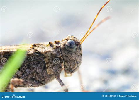 Grasshopper Head Stock Image Image Of Beautiful Animal 134480903