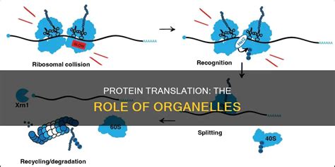 Protein Translation The Role Of Organelles Medshun
