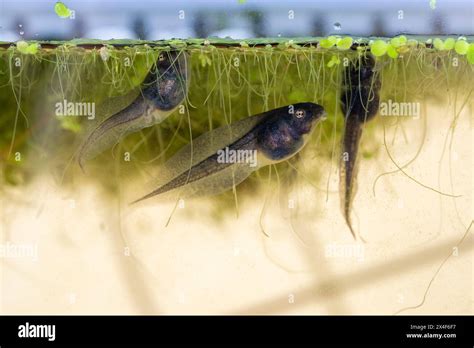 Issaquah Washington State Usa Pacific Tree Frog Tadpoles With No