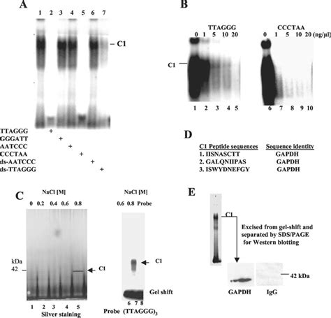 Identification And Characterization Of Telomere Binding C1 Complex A Download Scientific