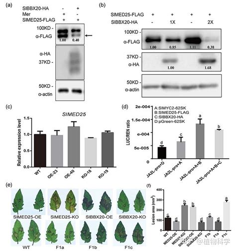 Plant Biotechnology Journal 华中农业大学番茄团队找到一个新的JA信号负调控因子能显著增强番茄对灰霉病的抗性 知乎