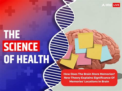 The Science Of Health How Does The Brain Store Memories Binghamton