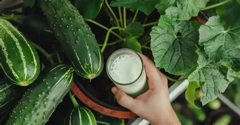 The Ultimate Guide To Boosting Your Cucumber Growth A Natural Milk And