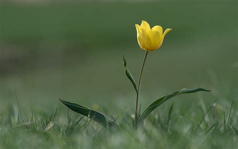 Тюльпаны. Tulipa gesneriana - Тюльпан Геснера (Шренка): shinkarenkostas ...