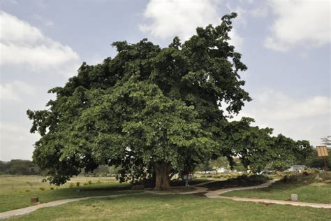 Why King Charles Iii Chose To Visit Mugomo Tree Kenyans Living It