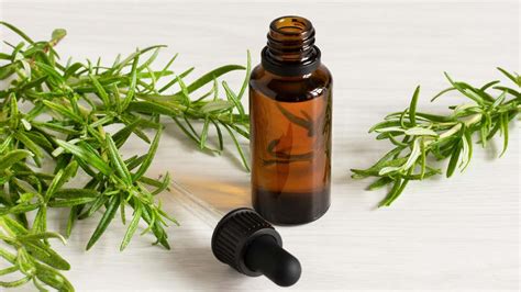 Rosemary Essential Oil Benefits Of Using Rosemary Essential Oils