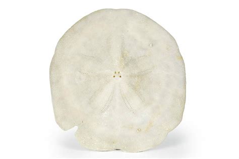 1 25 Miocene Echinoid Monostychia Fossil Australia 218251 For
