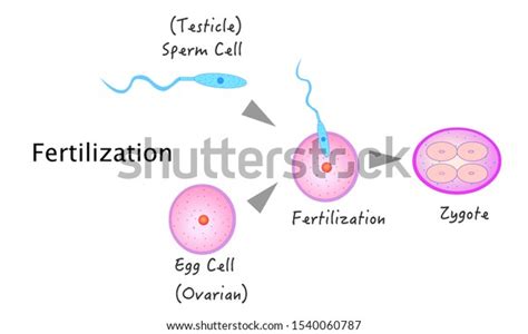 Fertilization Fertilizer Fertility Mammal Stages Phase Stock Vector