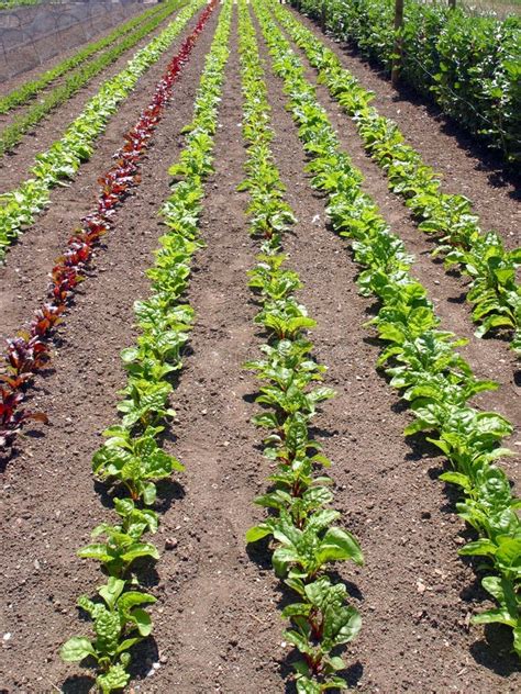 Vegetable Plants Stock Image Image Of Vegetable Growth 115285391