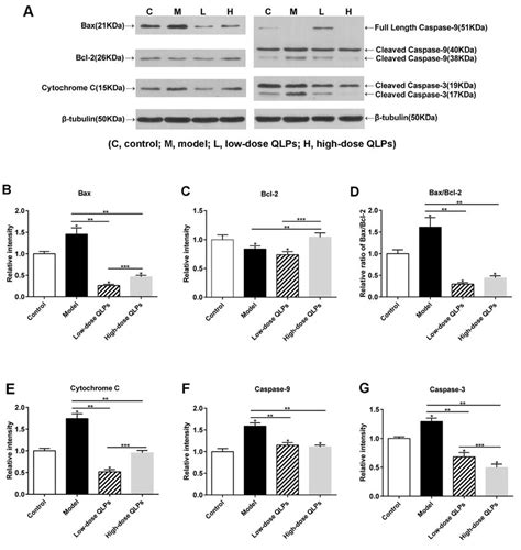 Western Blot Analysis Of Apoptosis Related Protein Expression Results