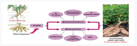 Biofertilizer Impacts on Cassava (Manihot Esculenta Crantz) Rhizosphere: Crop Yield and Growth ...