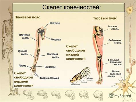 Строение периферического отдела скелет верхних и нижних конечностей