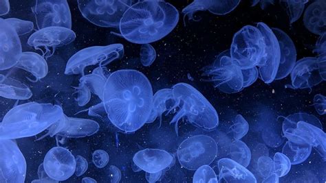 Writing A Genetic Algorithm Implementation Code In Python So You Dont