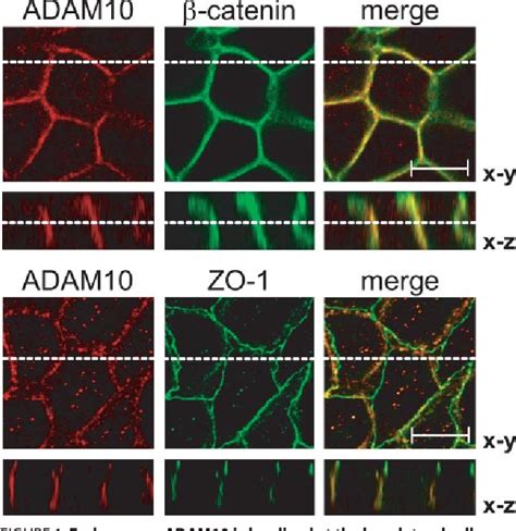 Figure 1 From A Basolateral Sorting Signal Directs Adam10 To Adherens Junctions And Is Required