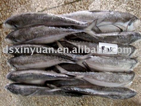 Hard Tail Mackerel Products Pakistan Hard Tail Mackerel Supplier