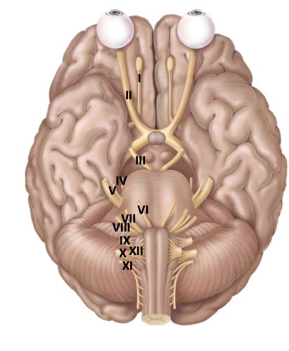 Cranial Nerves Flashcards Quizlet