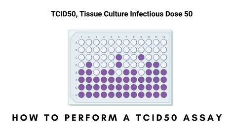 How To Perform A Tcid50 Assay Youtube