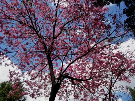 Tree Covered In Pink Blooms Free Stock Photo Public Domain Pictures
