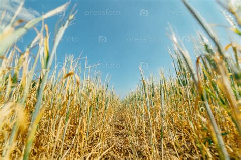 Фотография на тему Пшеничное поле Pressfoto