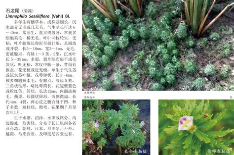 毛蕊花属