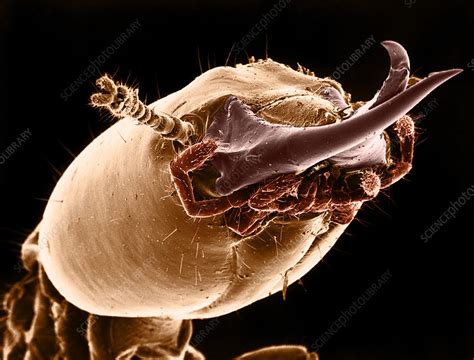 Termite Soldier Sem Stock Image C0283235 Science Photo Library