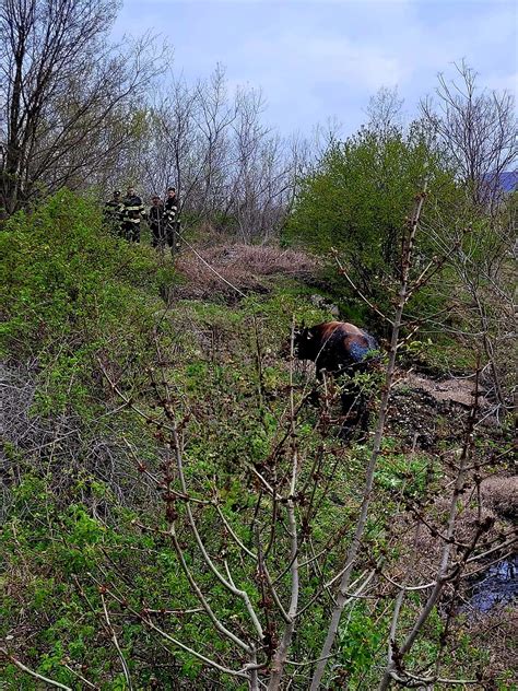 FOTO VIDEO Taur de 400 de kg salvat de pompieri dintr o groapă cu apă