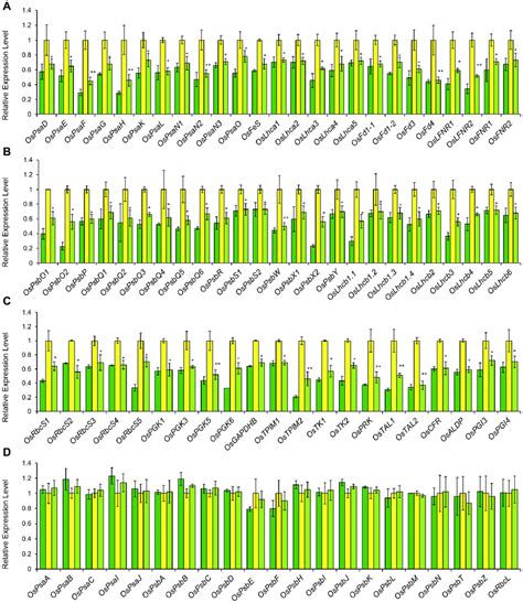 Relative Expression Levels Of Photosynthesis Associated Nuclear Genes